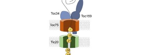 Taking The Toctic Path To The Chloroplast Plantae