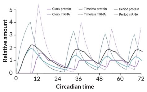 The Origin Of Biological Clocks