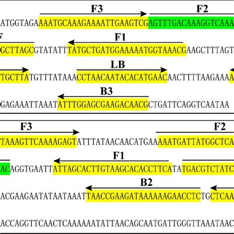 Sequence And Location Of Nuc A And Meca B Genes Used To Design