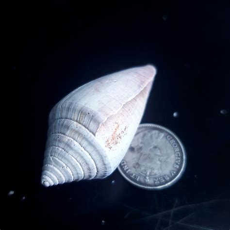 Fossilized Shell C Dan Hurd Prospecting