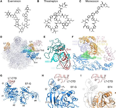 Chemical Structures And Ribosomal Binding Sites Of Thiopeptide And Download Scientific Diagram