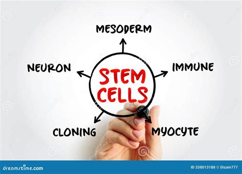 Stem Cells Special Human Cells That Are Able To Develop Into Many Different Cell Types