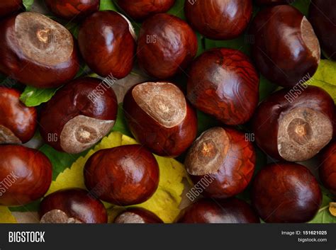 Chestnuts Pine Cones Image And Photo Free Trial Bigstock