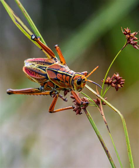 Southern Florida Lubber Grasshopper The Largest Grasshopper In The Us