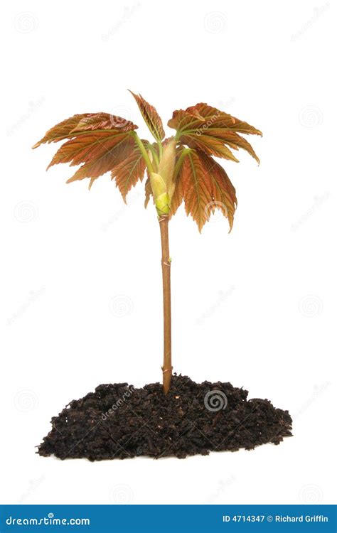 Tree Sapling Stock Image Image Of Leaf Nurture Growth 4714347