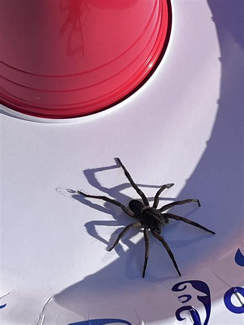 Help Identifymale Wolf Spider Eastern Pa Released The Lil Spood