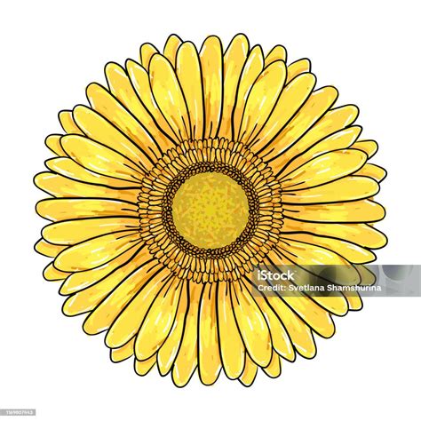 거베라 데이지 꽃 화려한 노란색 머리 흰색 배경에 고립 꽃 그림 빈티지 스케치 스타일로 거베라 데이지 꽃의 손으로 그린 벡터 펜과 잉크 일러스트 개화기에 대한 스톡 벡터
