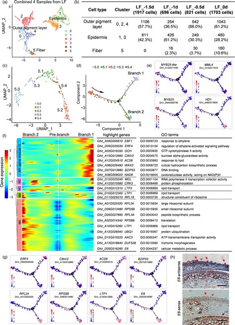 Developmental Trajectory Of Fibre Cells A Umap Visualization Of