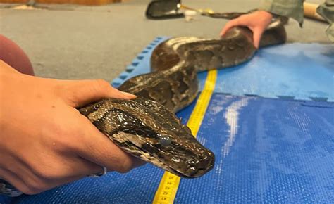 Burmese Python News
