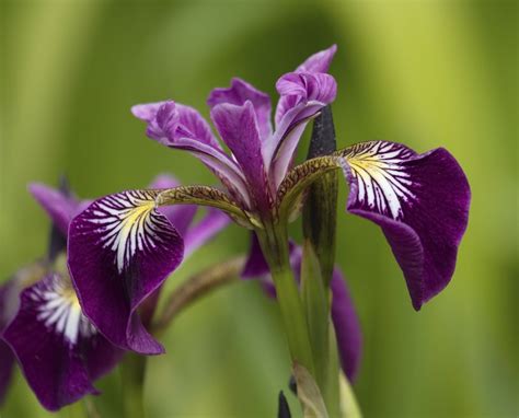 Iris Planter Et Diviser Ooreka