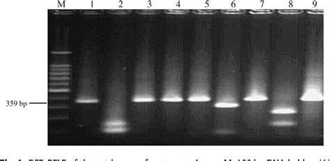 Figure 1 From Meat Species Identification And Halal Authentication Analysis Using Mitochondrial