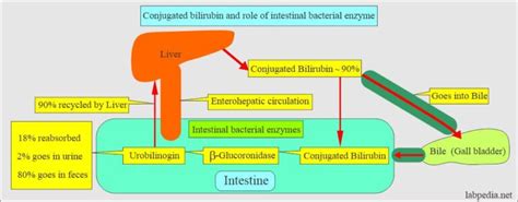 Bilirubin Part 1 Total Bilirubin Direct And Indirect Bilirubin Classification Of Jaundice