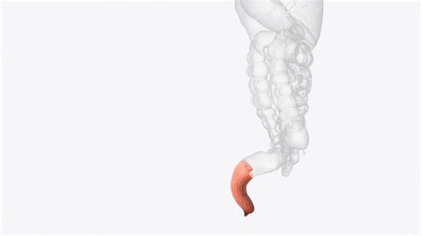 Premium Photo Rectum Terminal Segment Of The Digestive System In