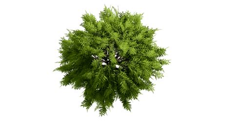 Tree Plan Pngs For Free Download