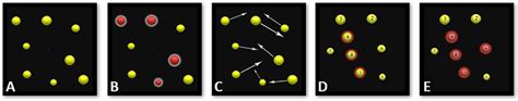 the five phases of a 3 dimensional multiple object tracking trial a