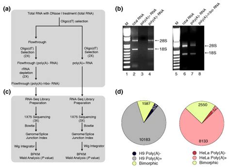 Polya Polya And Bimorphic Transcripts Revealed By Deep Download Scientific Diagram