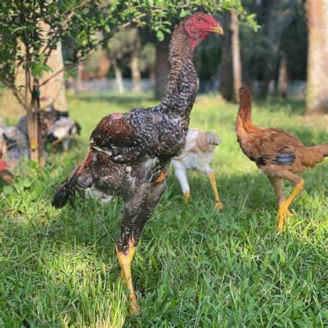 Largest Breed Of Chickens In The World At Linda Oliver Blog