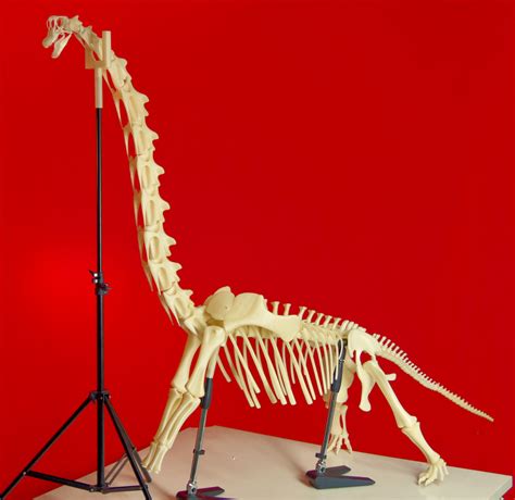 Brachiosaurus Skeleton