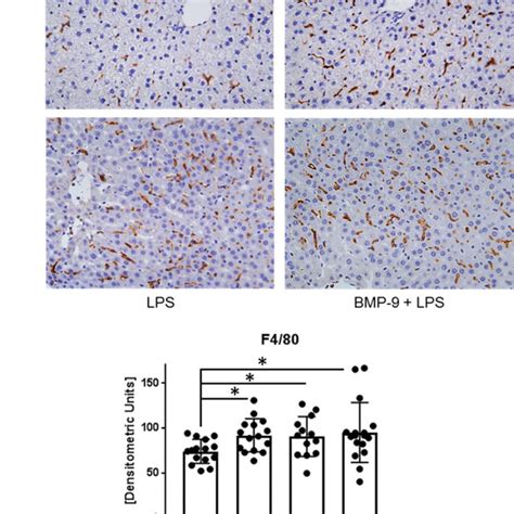 Hellmut Augustin Dvm Phd German Cancer Research Center Heidelberg Dkfz Division Of