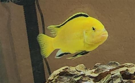 Need Help Sexing Is The First One A Male Or Female The Second Is Def