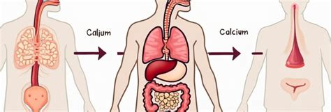 Endocrinology Of Calcium And Phosphate Homeostasis