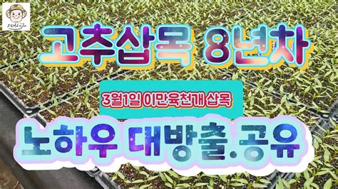 고추삽목 8년차 노하우 대방출공유 3월1일 이만육천개 삽목 Youtube