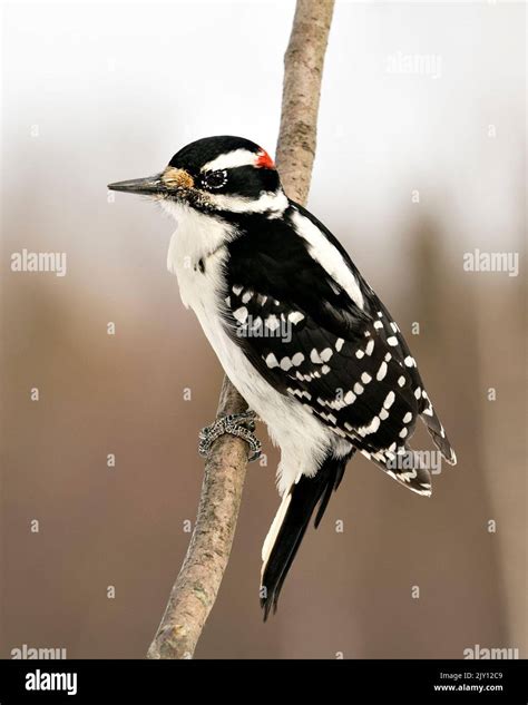 Woodpecker Close Up Profile View Perched On A Tree Branch With Blur