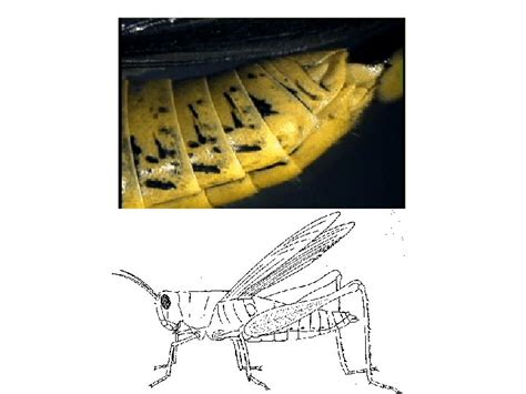 The Grasshopper Classification Domain Kingdom Phylum Subphylum Class