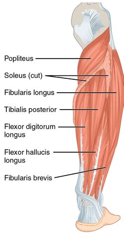 Toe Flexors Trigger Points Chiropractic Scientists 915 850 0900