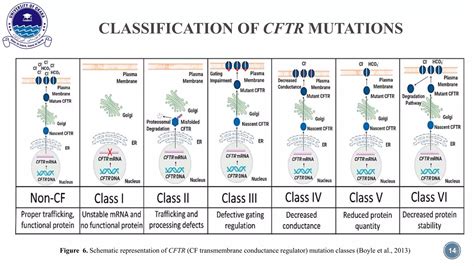Cystic Fibrosis Cftr Gene Pptx
