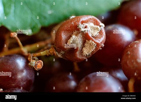 Botrytis Cinerea Banque De Photographies Et Dimages à Haute Résolution