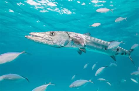 Barracuda Integreert Met Amazon Security Lake Voor E Mailbeveiliging