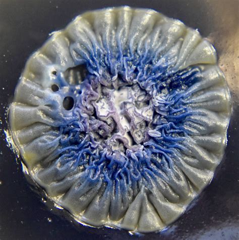 Advances In The Biology Of Actinomycetes Microbiology Society