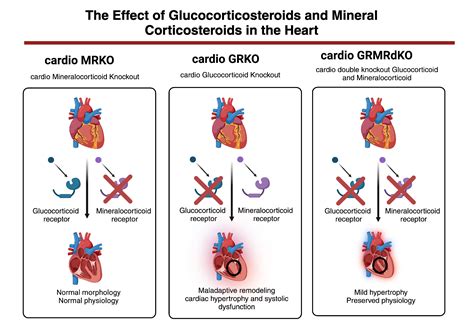 The Effect Of Glucocorticosteroids And Mineralcorticosteroids In The