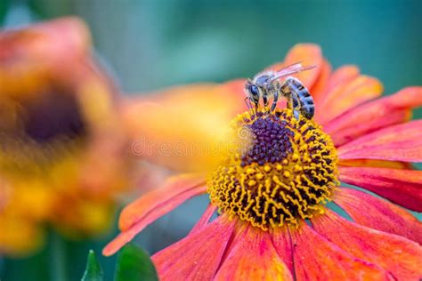 Close Up Of A Striped Bee Collecting Pollen From A Colourful Echinacea Flower Head Stock Image