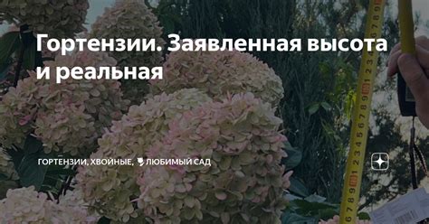 Гортензии Заявленная высота и реальная Гортензии хвойные 🌷любимый сад Дзен