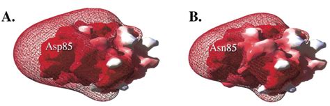 Electrostatic Potential Diagrams For The Wild Type And D85n Mutant Algr