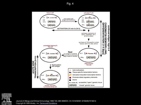 Suneet Agarwal ScBa João P B Viola MD PhDb Anjana Rao PhDa ppt download