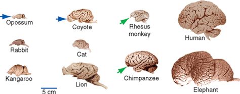Cat Brain Size