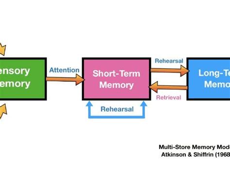 Encoding Duration And Capacity And The Multi Store Memory Model