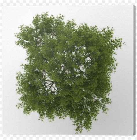 Top View Of Crack Willow Tree Isolated On White Background Tree Plan