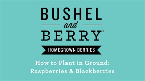 Raspberry Planting And Care — Bushel And Berry®