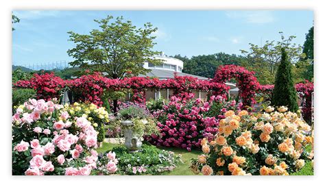 Rose Garden 2024 Ashikaga Flower Park
