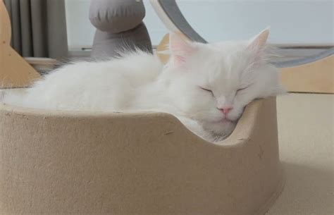 Coco 😴 ️ Adorable Breeds Cats