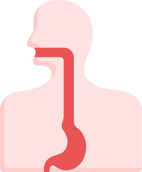 Rojo Y Rosado Ilustración De Esófago Anatomía Icono 24157030 Vector En