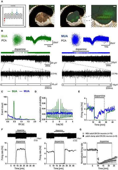 Frontiers Multi Electrode Array Analysis Identifies Complex Dopamine