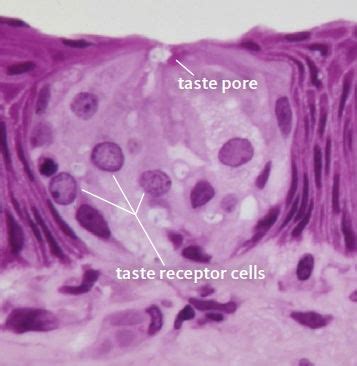 Tongue Histology Taste Buds