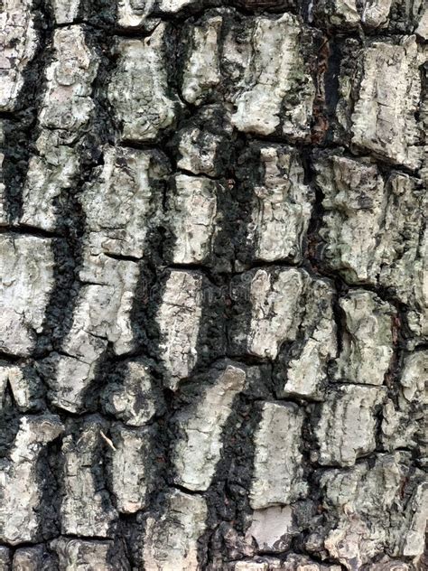 Different Types Of Bark Use It As A Beautiful Background Stock Image