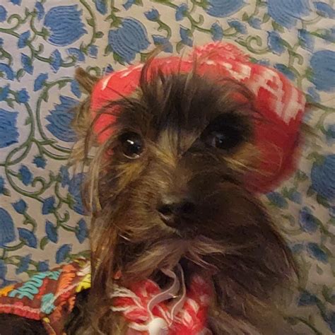 The Velvet Pug Antiques And Interiors Its Furniture Friday At The Pug