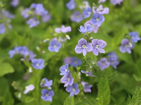 Edible Wild Weeds Archives — Page 2 Of 3 — Practical Self Reliance